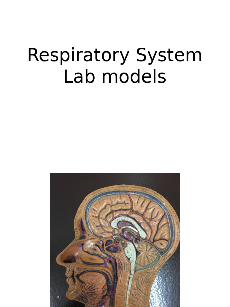 Anaphy Lab Respiratory-System | PDF