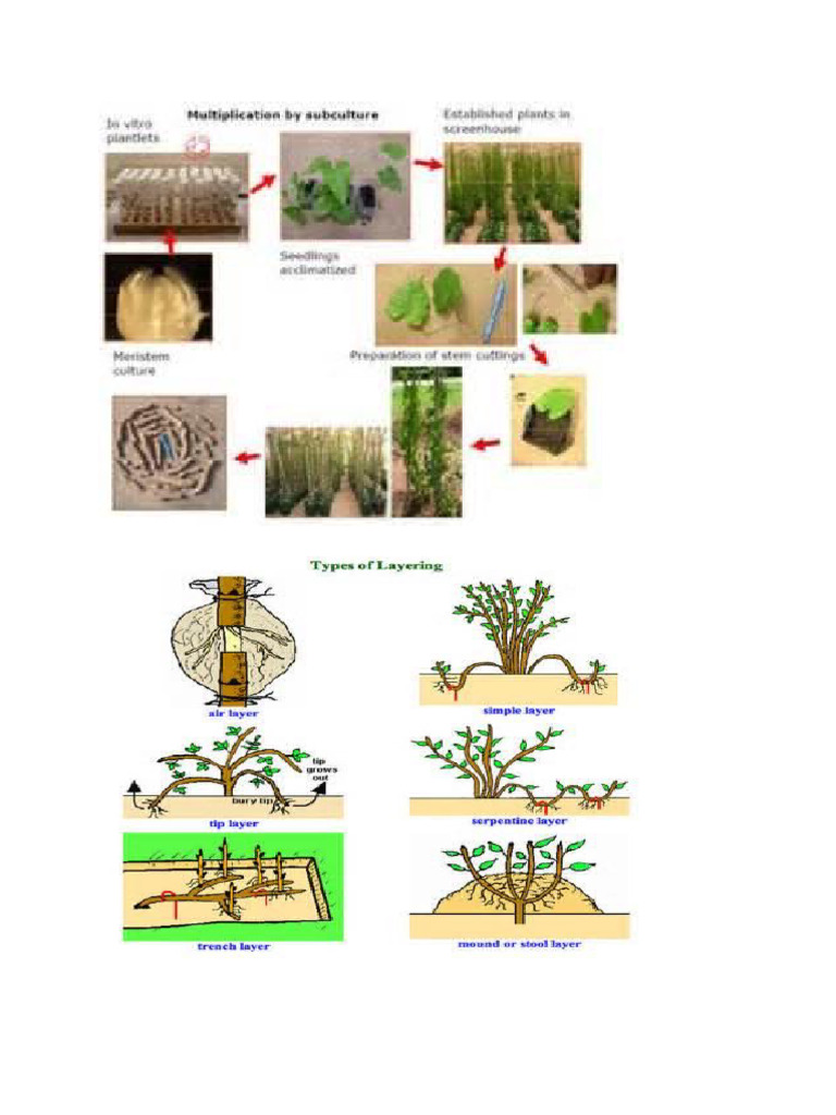 Undertake Propagation Activities | PDF