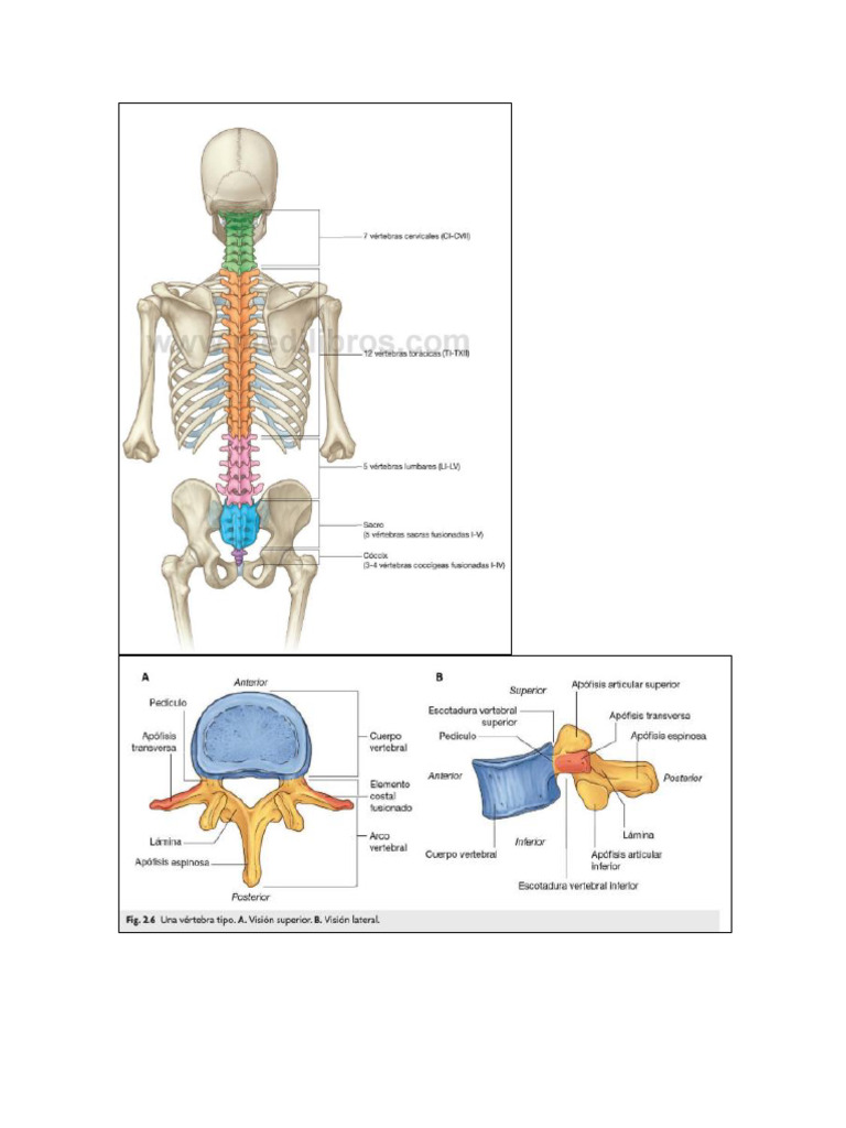 Imagenes Columna | PDF