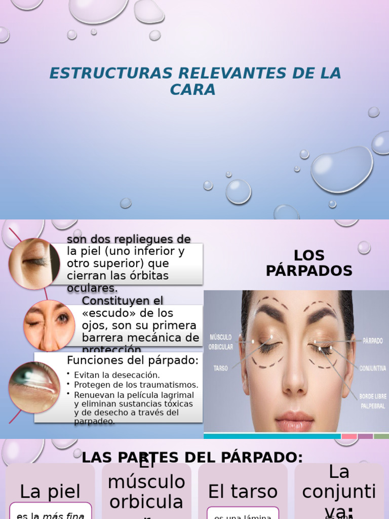 Clase 3 - Regiones Facial y Musculos | PDF | Labio | Anatomía humana