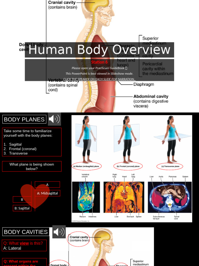 Station 6 - Human Body Overview 2024 | PDF