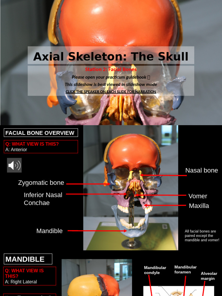 Station 2 - Facial Bones 2024 | PDF