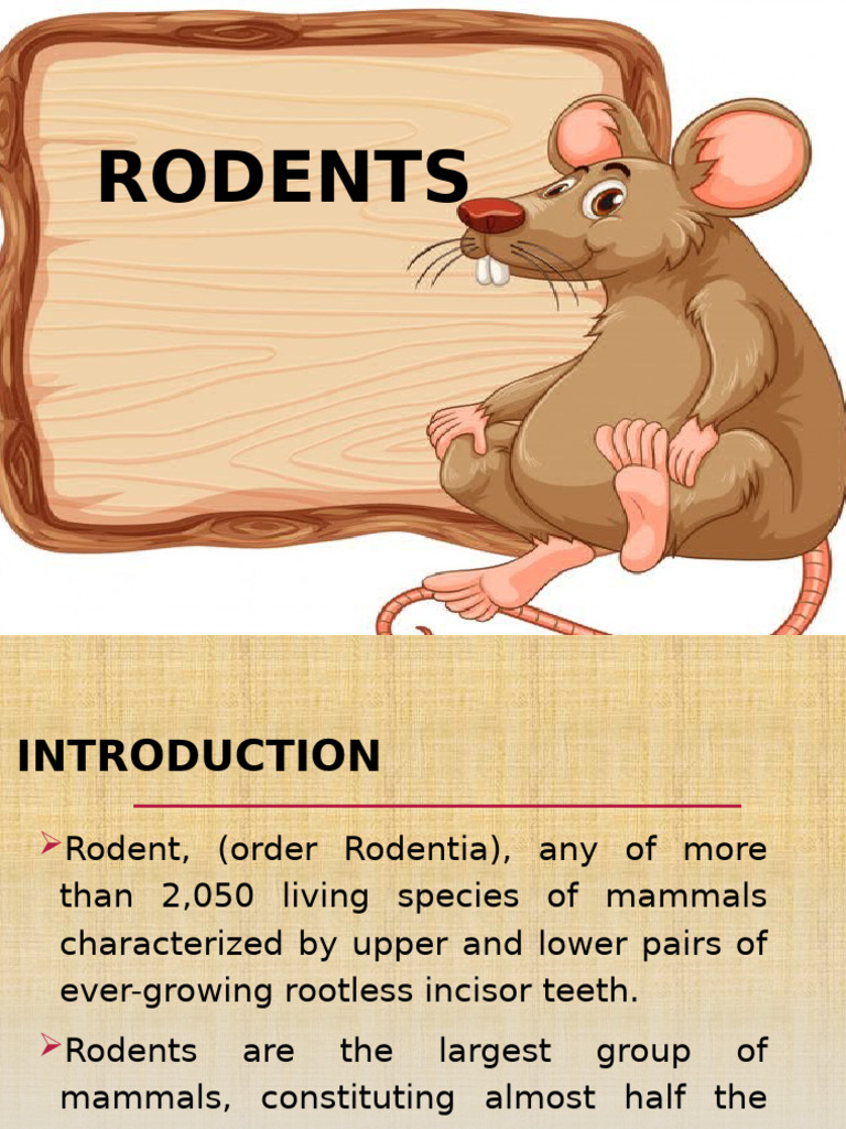 Rodents | PDF