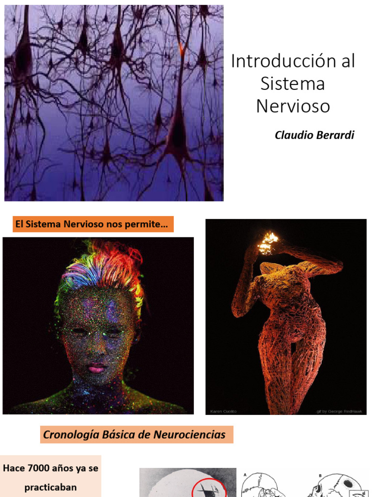 Anatomia-SNC--CLAUDIO_2 | PDF