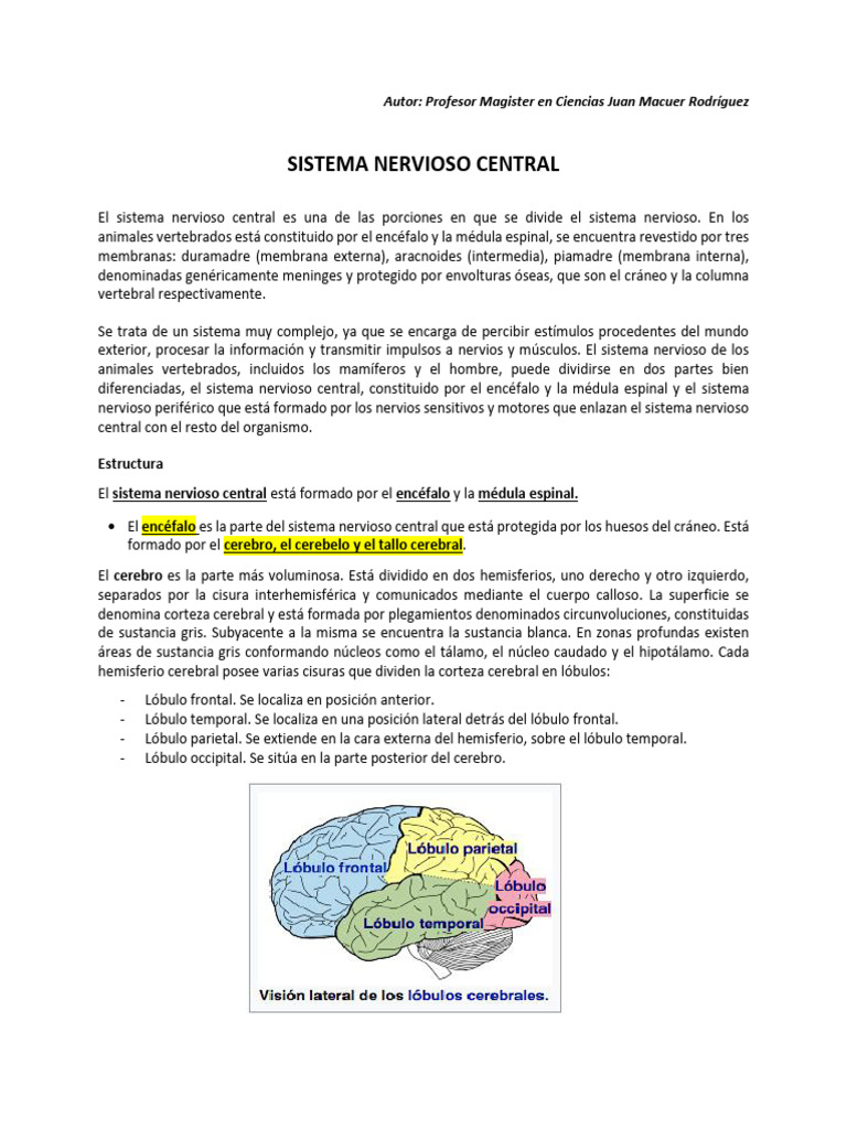 Guia Anatomia Snc y Snp | PDF
