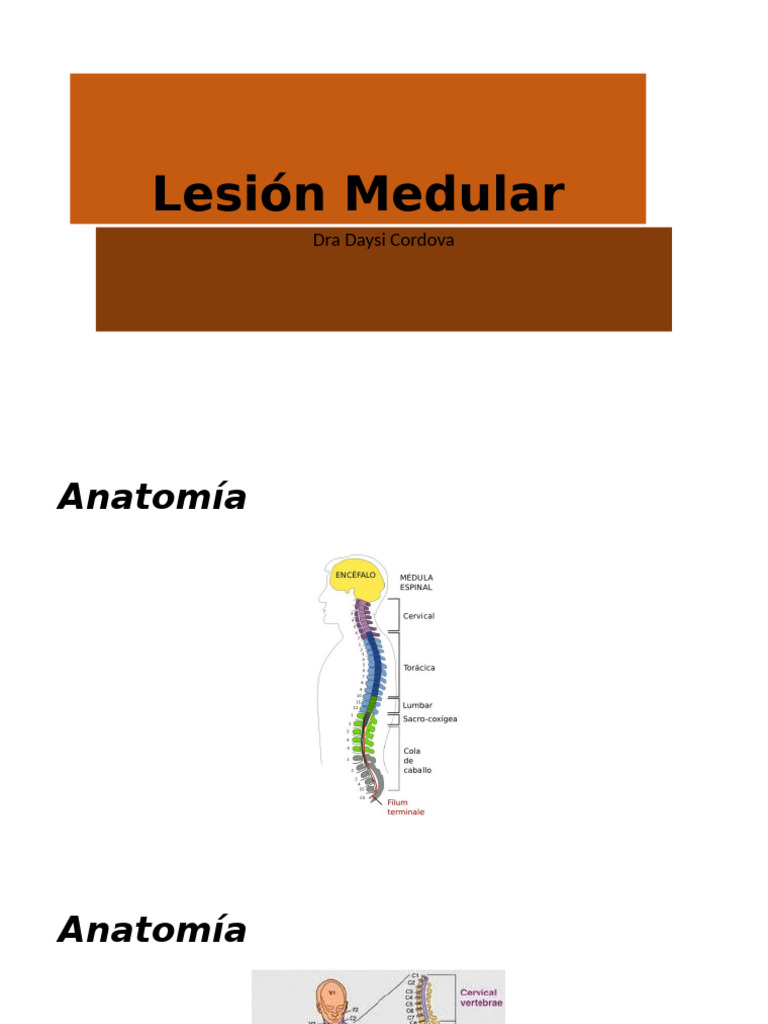 Lesión Medular Rehabilitacion | PDF