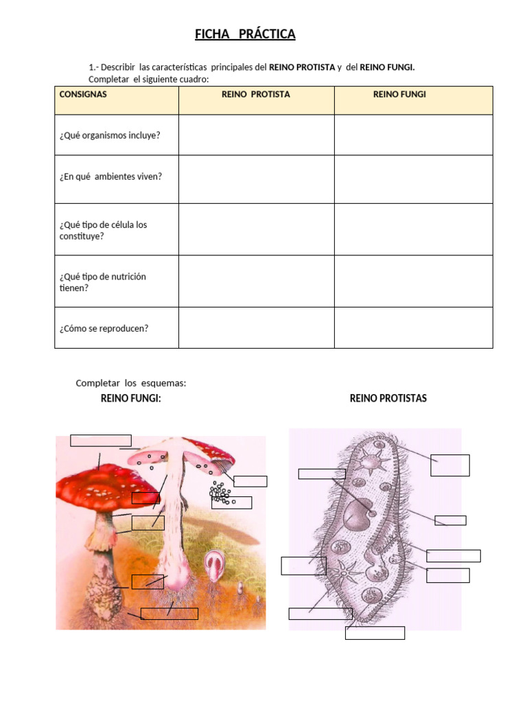 Ficha Reino Protista y Fungi | PDF