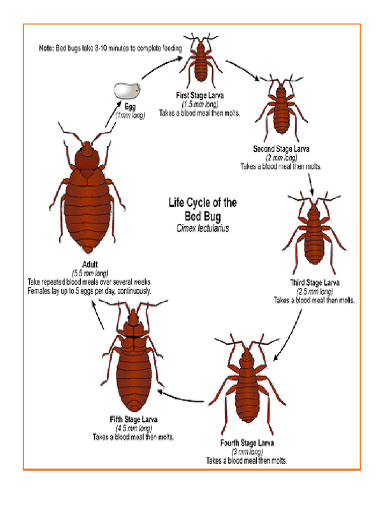 Bug Picture | PDF