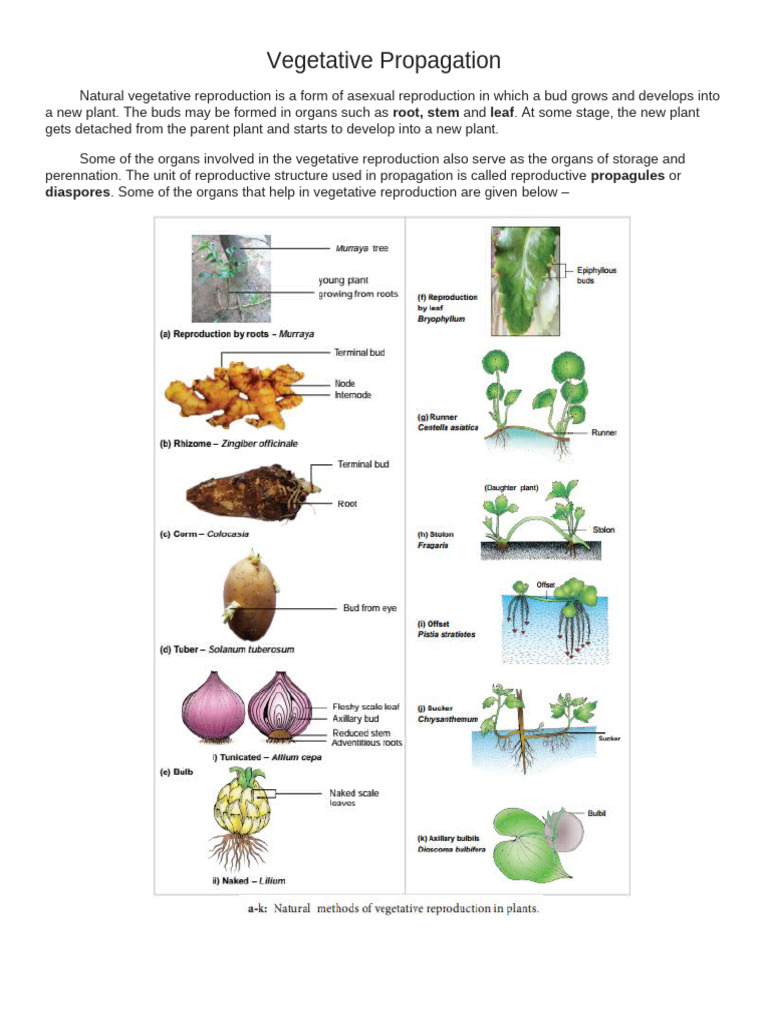 Vegetative Propagation | PDF