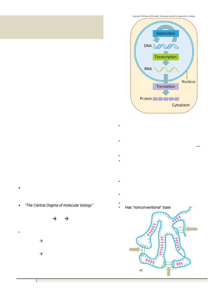 Module 6 - Gene Expression | PDF