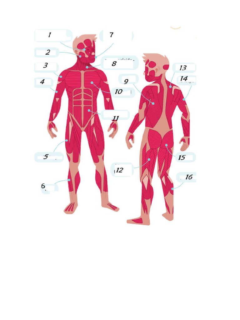 Musculos Pdf