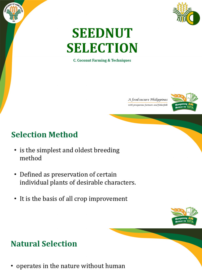 C1. Seednuts Selection | PDF