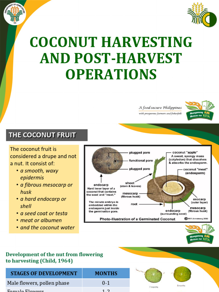 E. Coconut Harvesting and Post-Harvest Operations | PDF