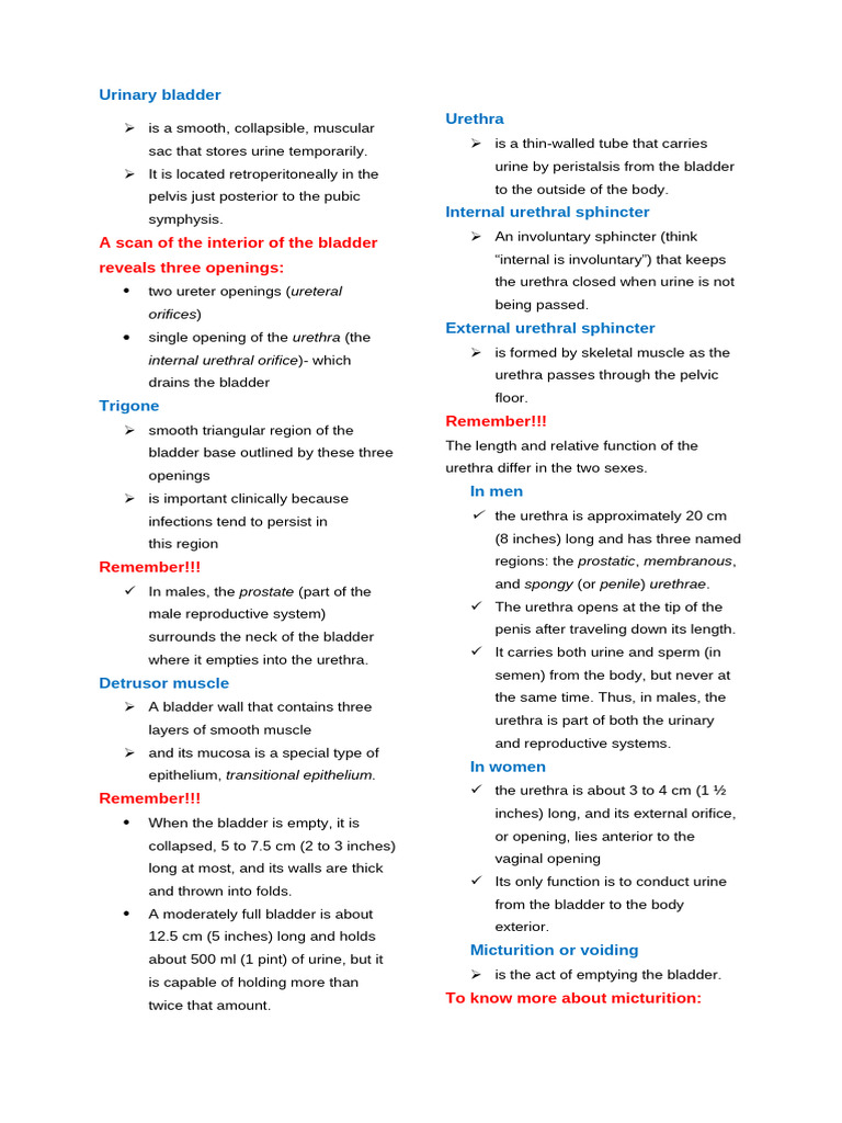 Urinary System Reviewer | PDF