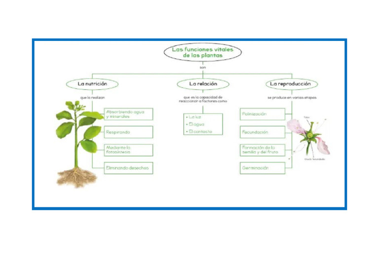 Funciones Vitales de Las Plantas | PDF