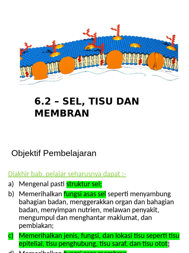 Anatomi Dan Fisiologi 6.2 (Sel, Tisu, Dan Membran) | PDF
