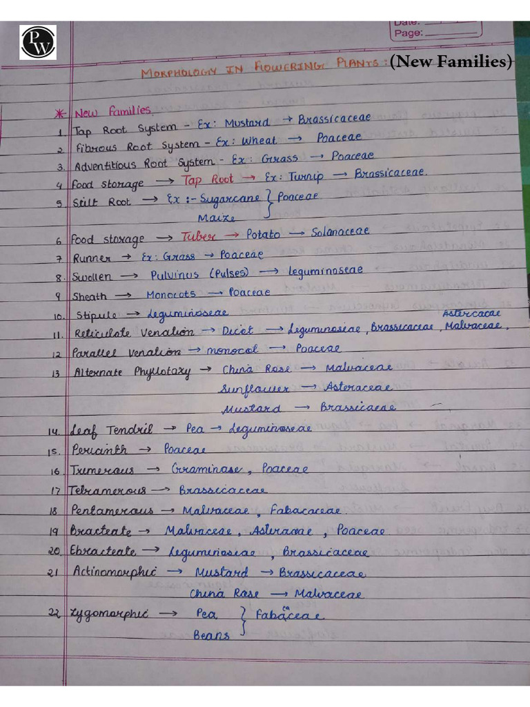 Morphology of Flowering Plants Handwritten Notes - 063030 | PDF