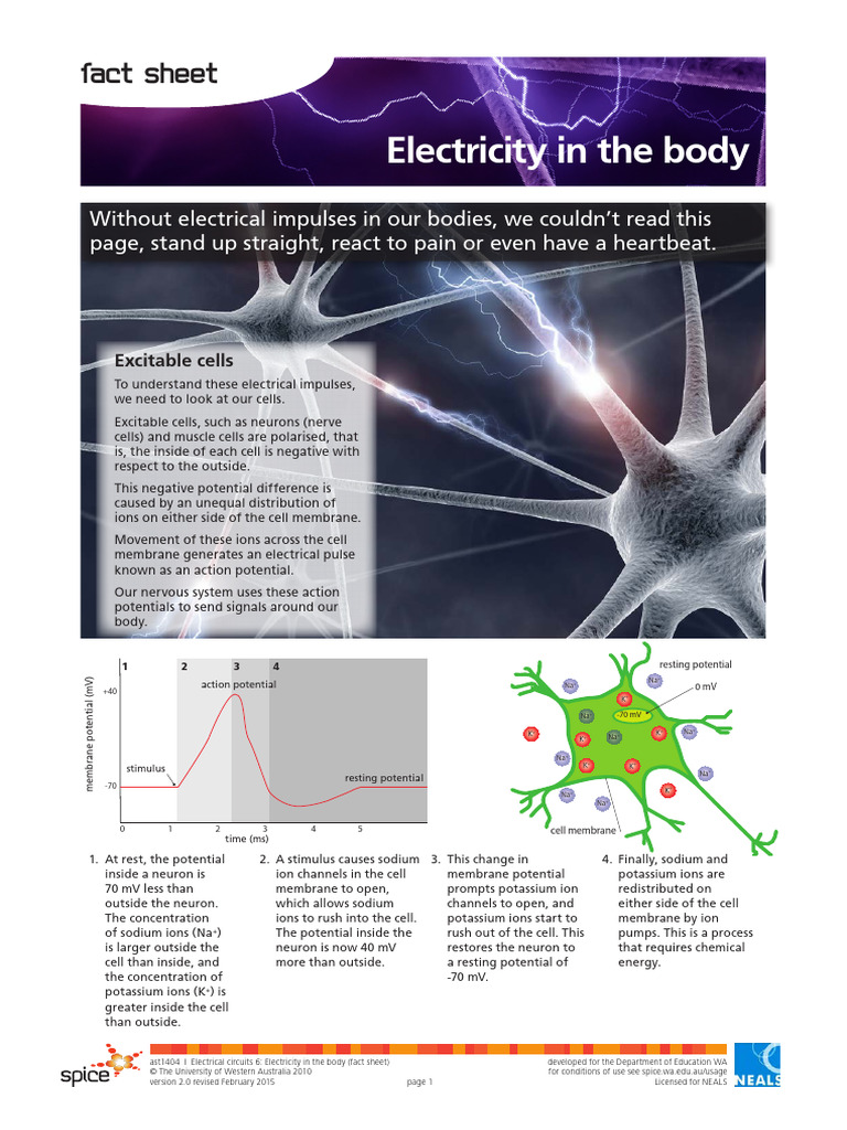 Electricity in The Body | PDF