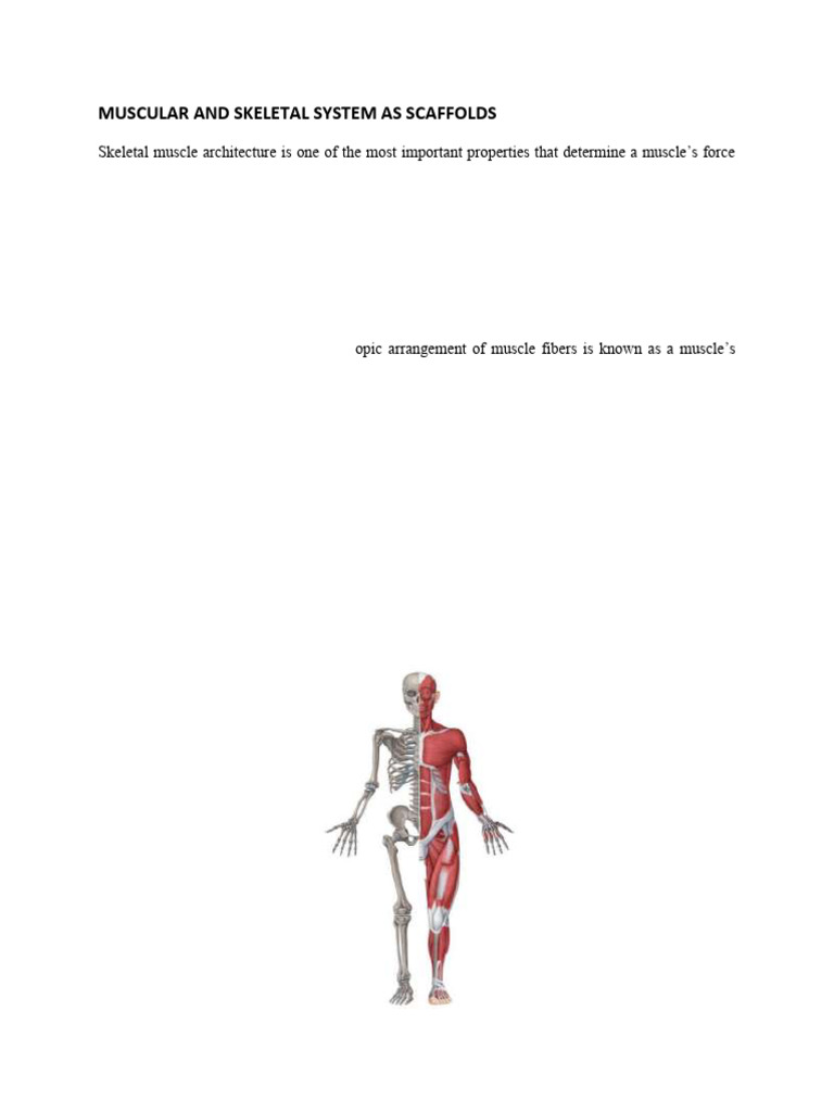 M-5 Muscular and Skeletal System | PDF