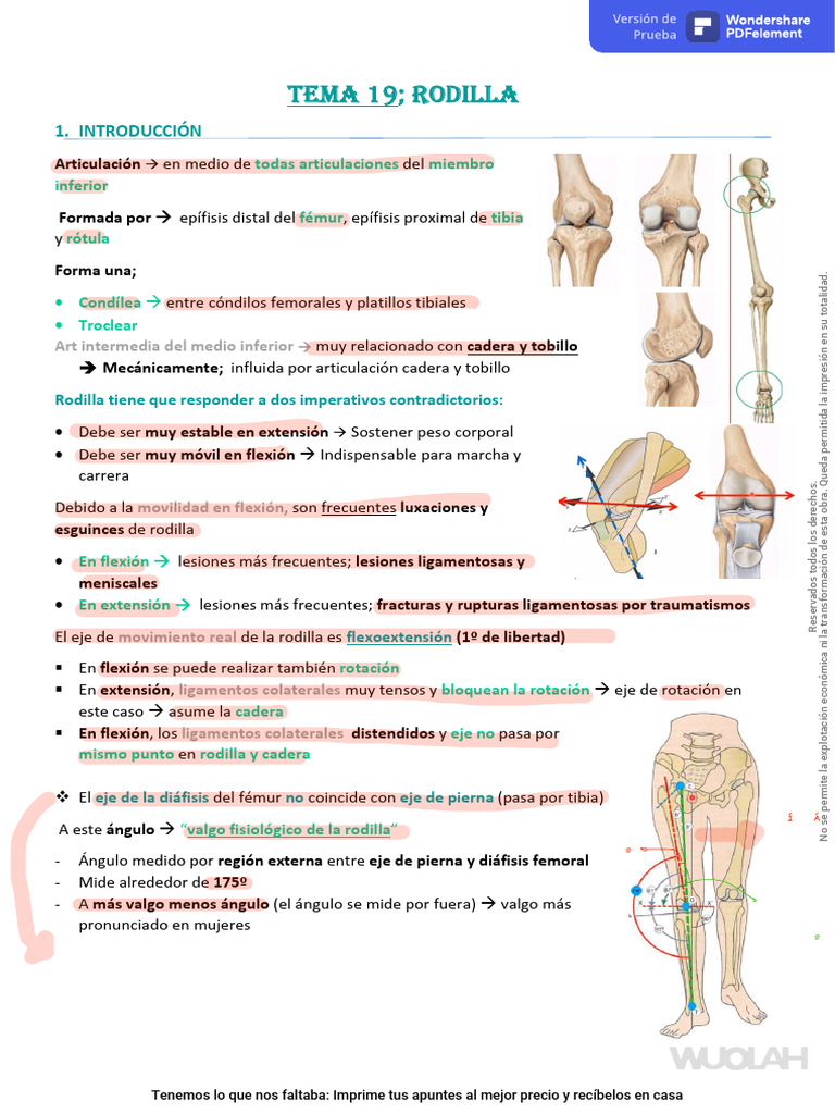 Tema 19 Rodilla | PDF