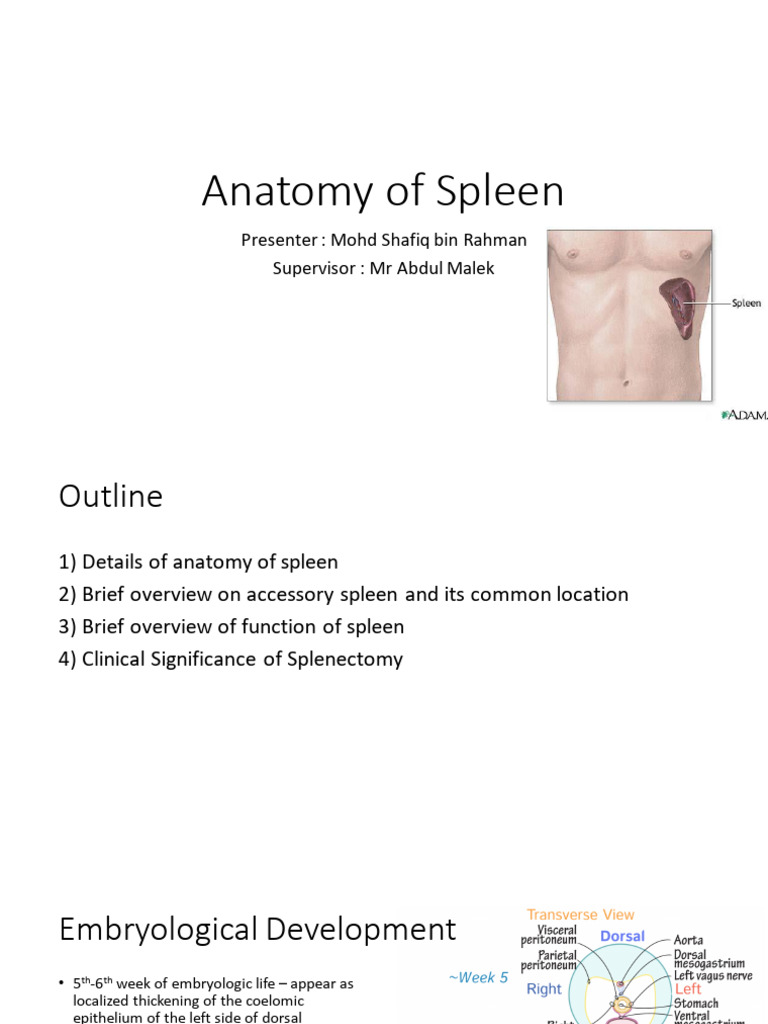 Anatomy of Spleen | PDF