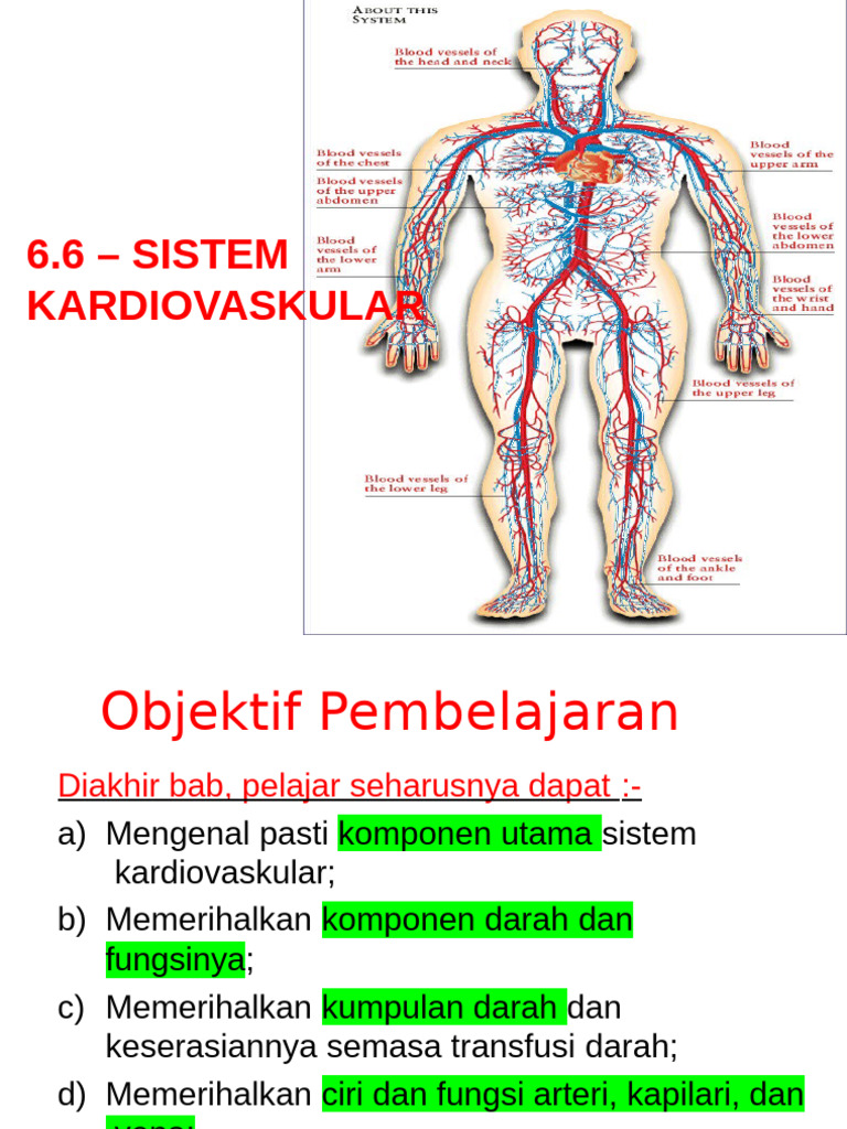 Anatomi Fisiologi 6.6 (Sistem Kardiovaskular) (Autosaved) | PDF