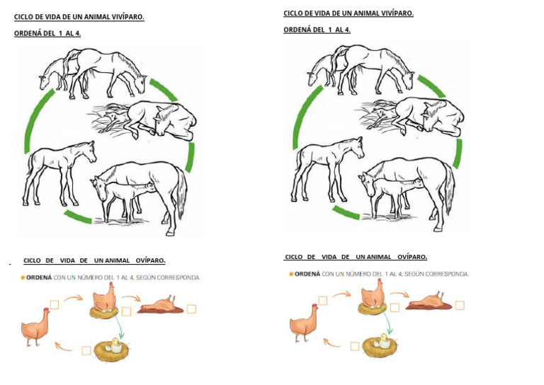 Ciclo de Vida de Un Ovíparo y Vivíparo | PDF