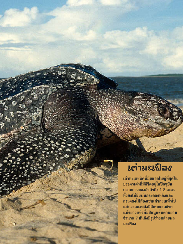 The Bald Eagle | PDF