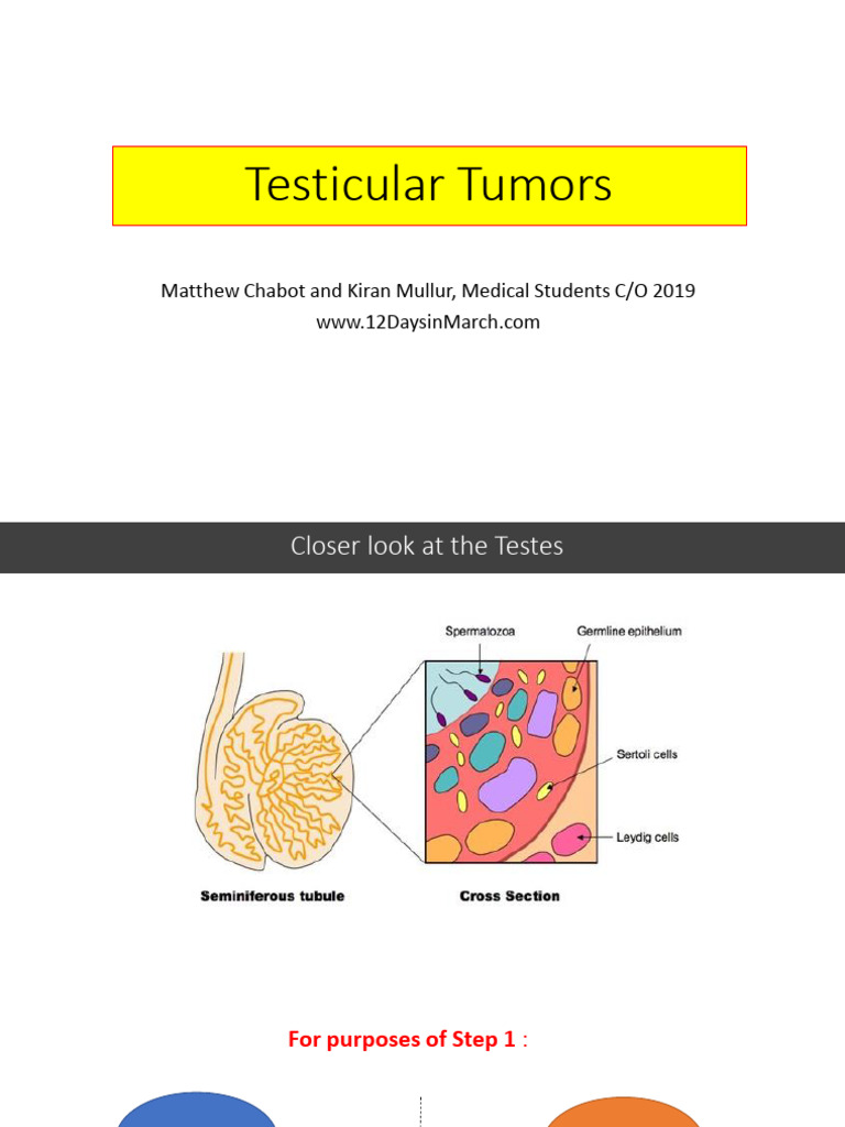 Testicular Tumors PDF | PDF | Testicle | Ovarian Cancer