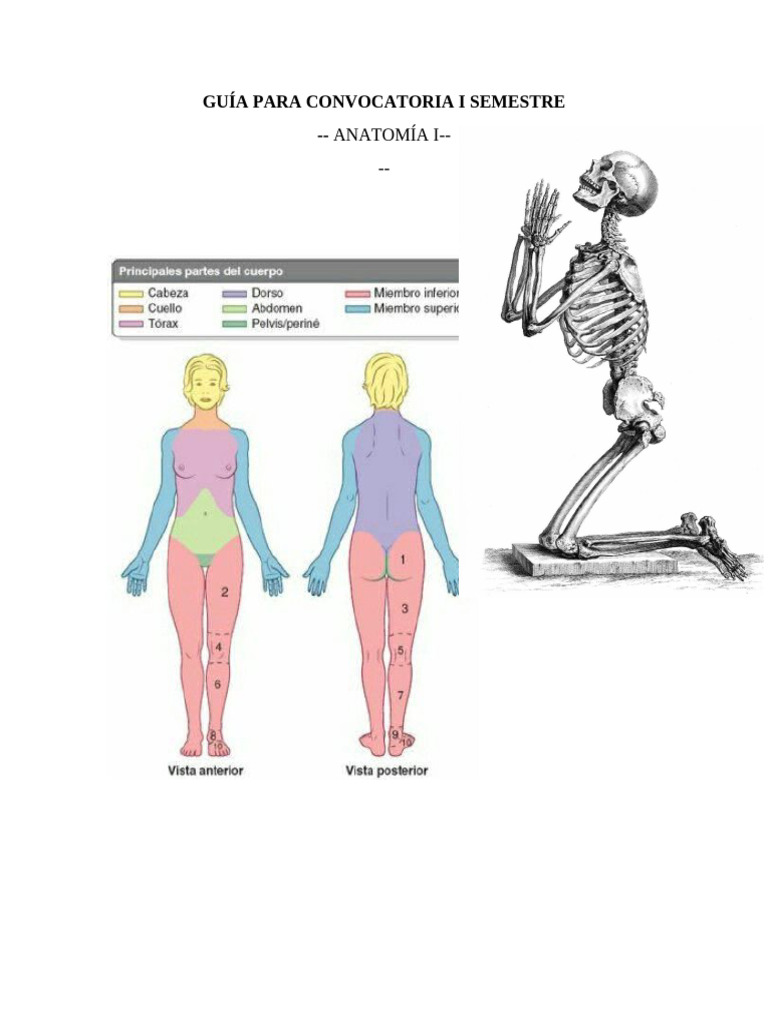 Guía Generalidades de Anatomía | PDF