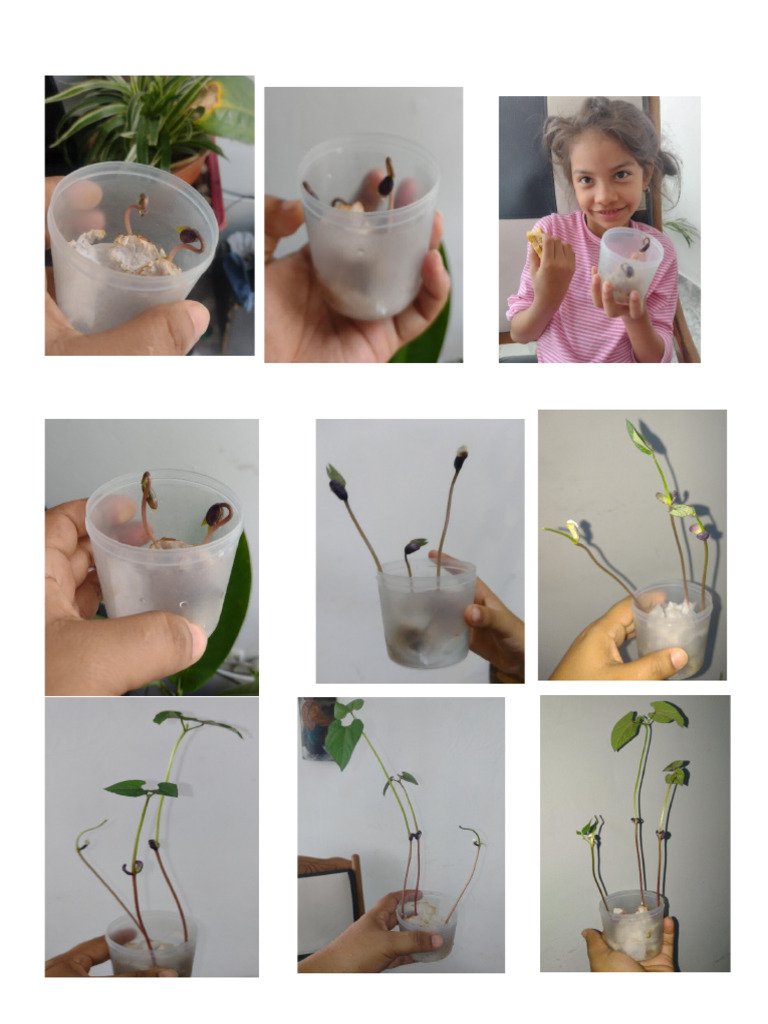 Fotos Plantas de Frij | PDF