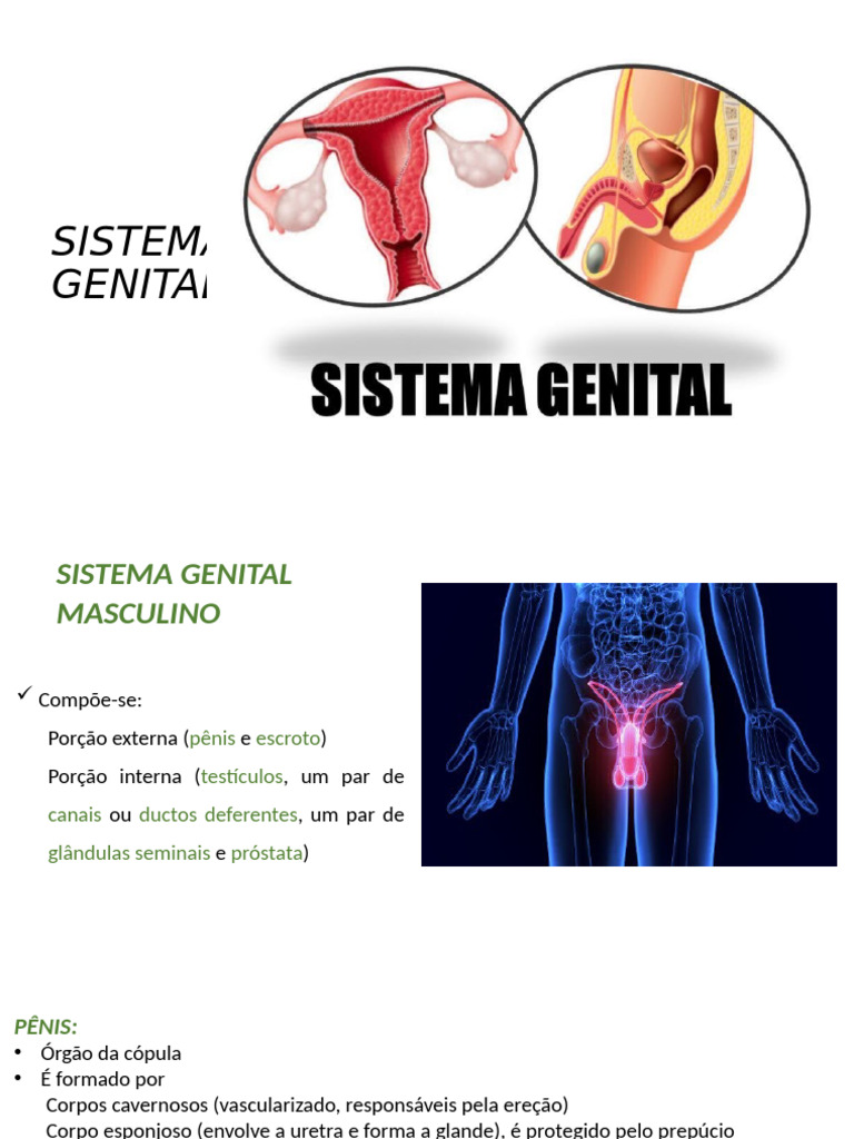Sistema Genital Masc | PDF