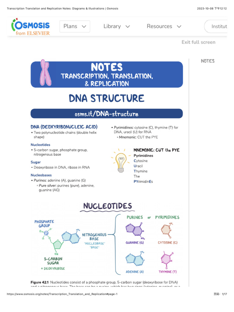Transcription Translation and Replication Notes: Diagrams ...