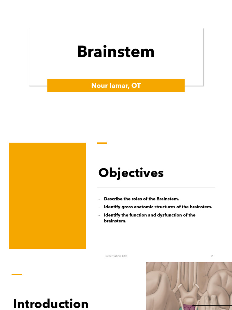 Brainstem | PDF