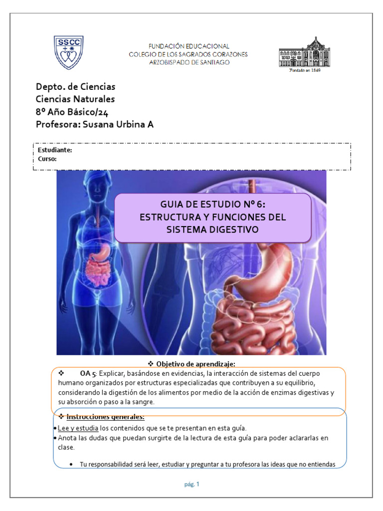 Guía 6 Sistema Digestivo | PDF