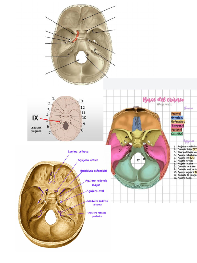 Bases de Cráneo | PDF
