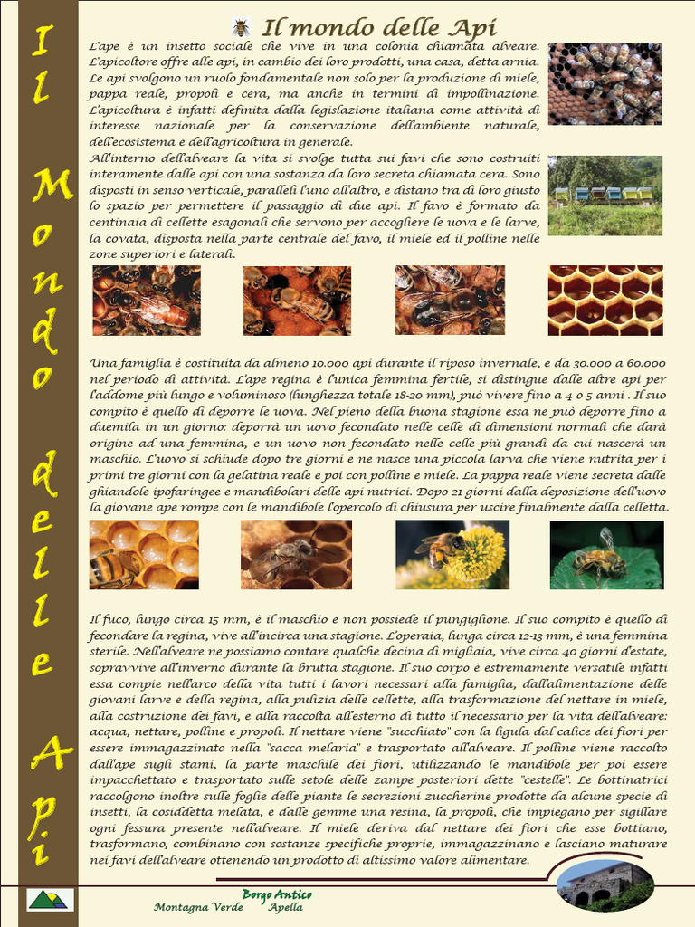 Il Mondo Delle Api | PDF
