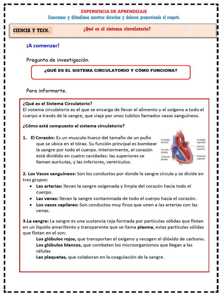FICHA ¿Qué Es El Sistema Circulatorio | PDF