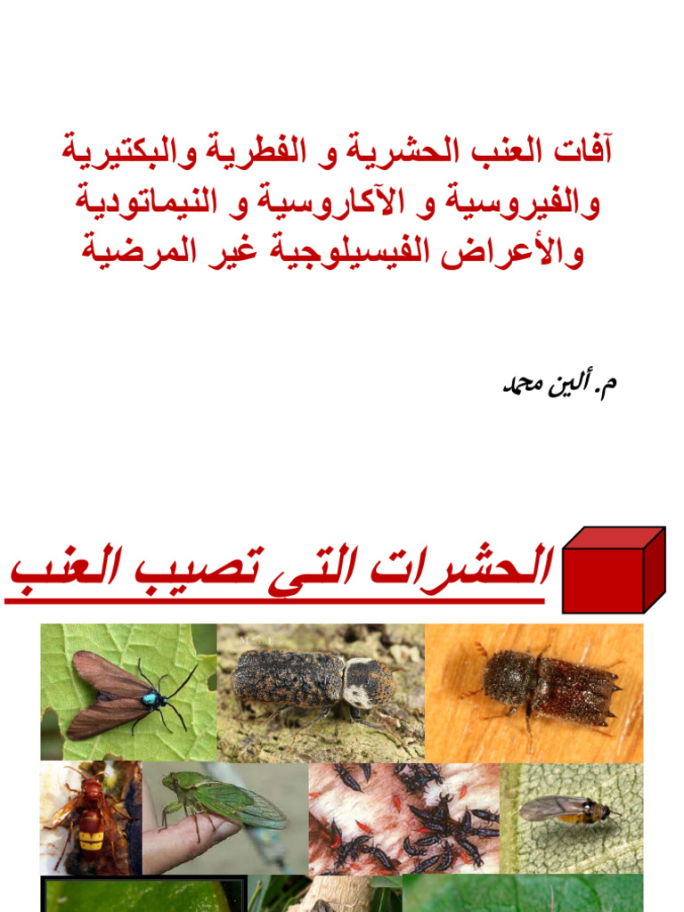 آفات تصيب العنب Pdf