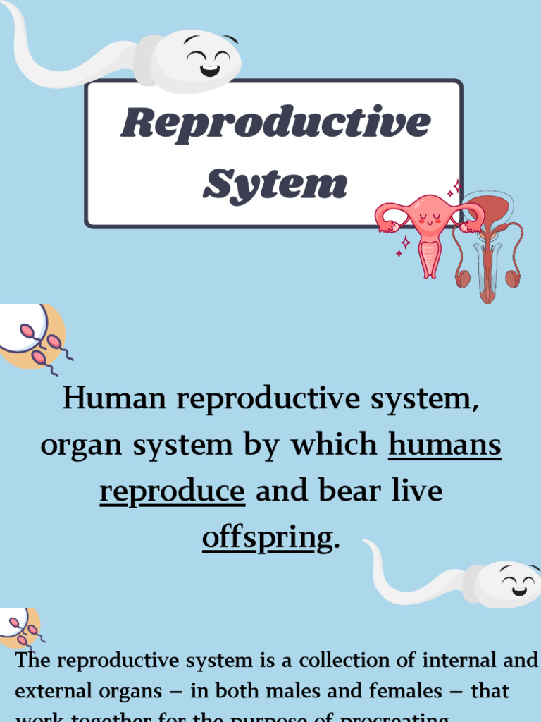Reproductive Sytem | PDF