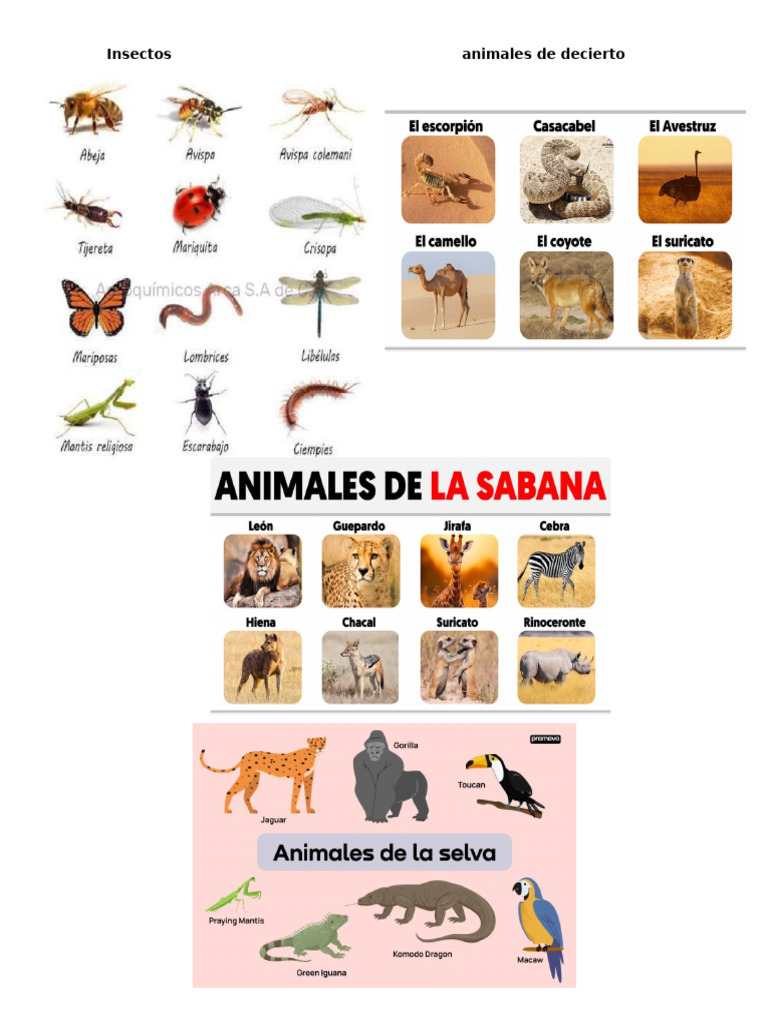 Insectos Animales de Decierto | PDF