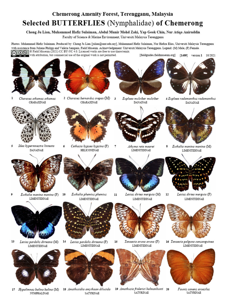 1409 Malaysia Butterflies of Chemerong | PDF
