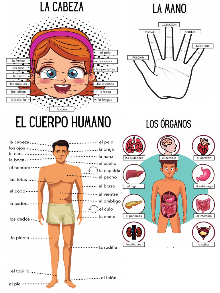 Partes Del Cuerpo | PDF