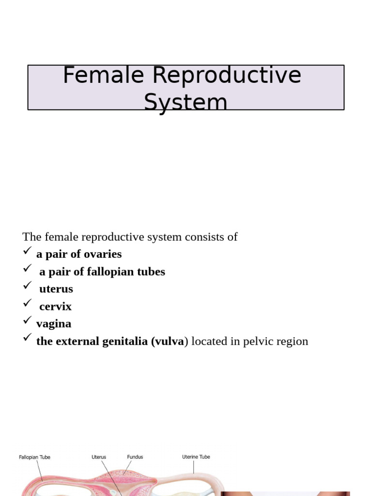 Female Reproductive System | PDF