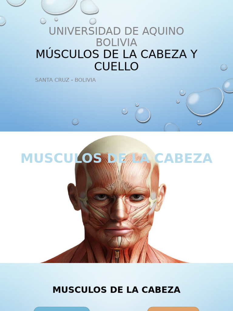 Musculos de La Cabeza y Cuello | PDF | La columna vertebral | Sistema ...