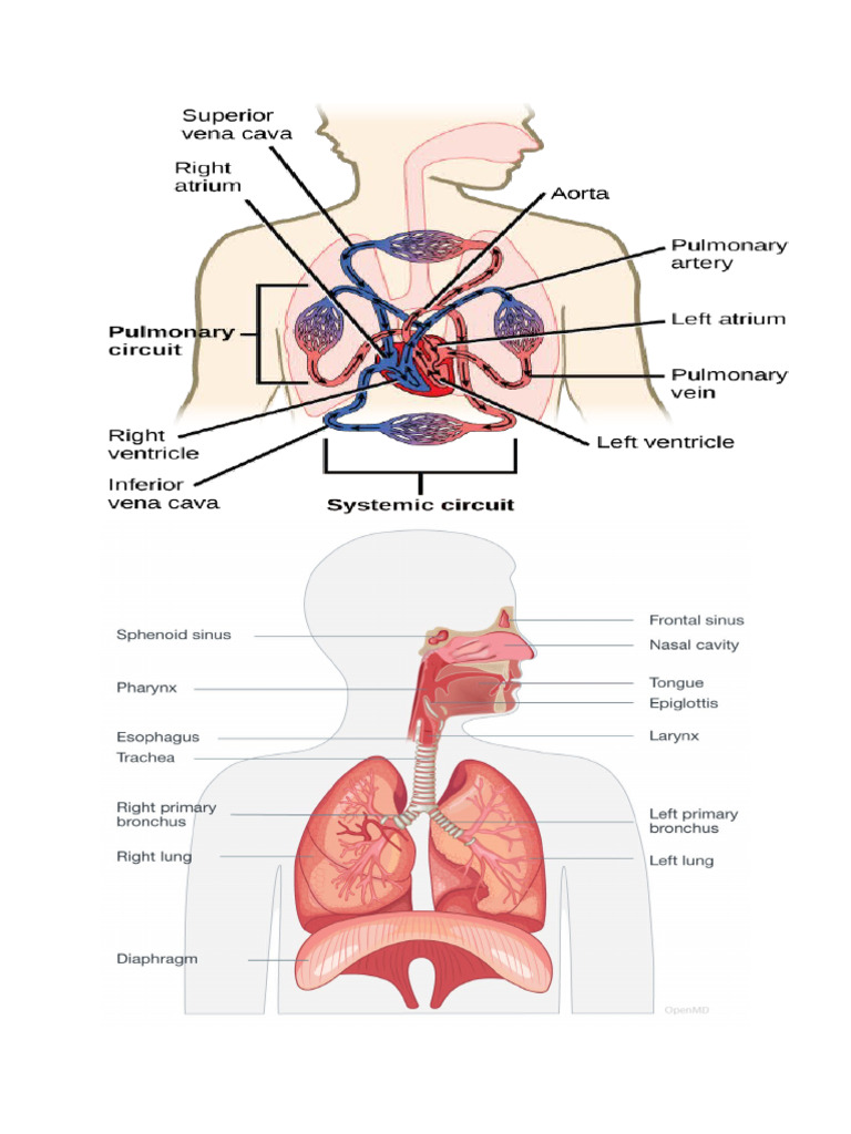 ciculatory and respiratory system | PDF