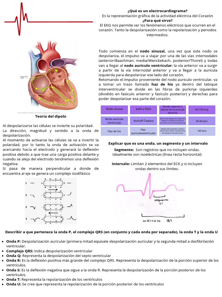 Nodo Sinusal Keith y Flack Nodo Auriculo Ventricular Haz de His Haz ...