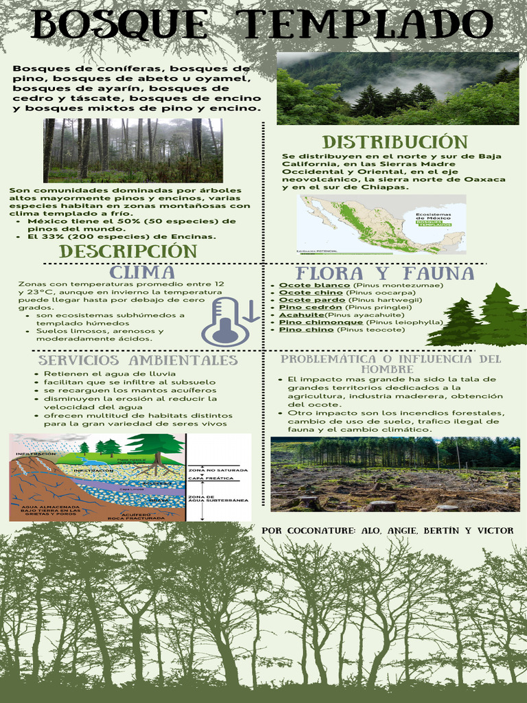 Bosque Templado | PDF