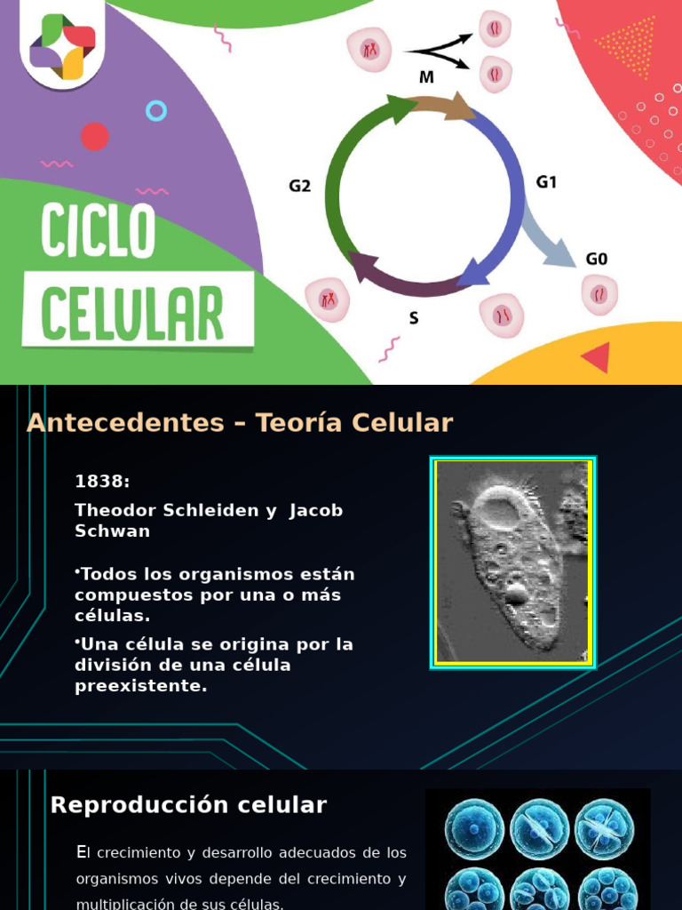 Ciclo Celular | PDF