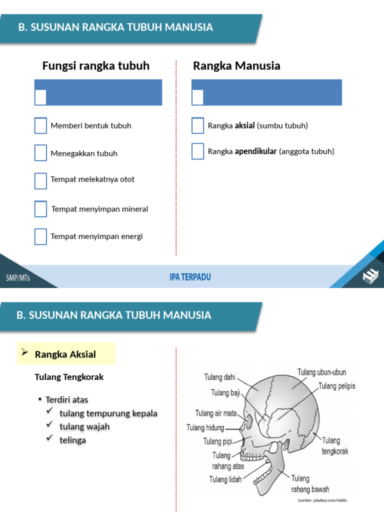 Bntuk Rangka Manusia | PDF